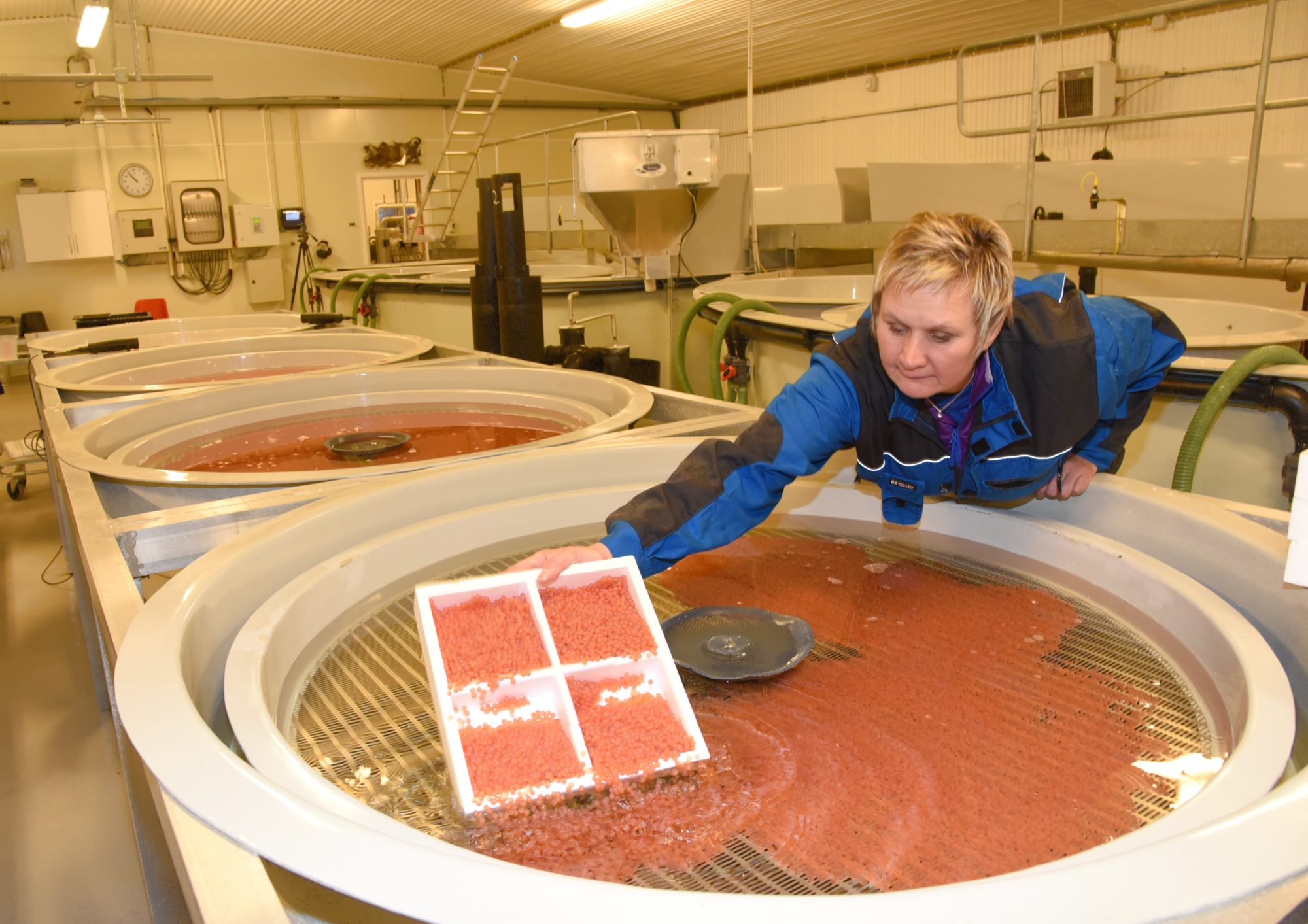 English - Sinkaberg AS