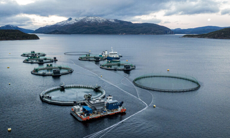 SinkabergHansen AS | Oppdrettsselskap | Helgeland- og Namdalskysten